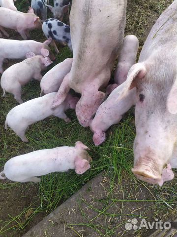 Поросята см+Пьетрен