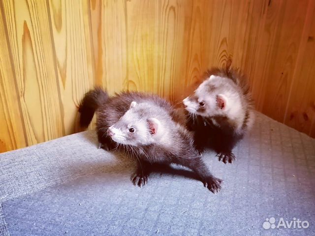 Щеночки хорька