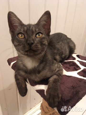 Венечка ищет дом