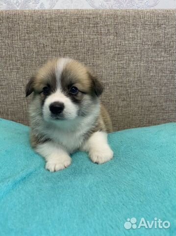 Щеночки коржики без хвостиков. Резерв