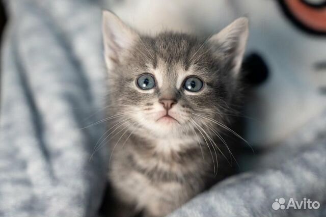 Котенок Шушик в добрые руки