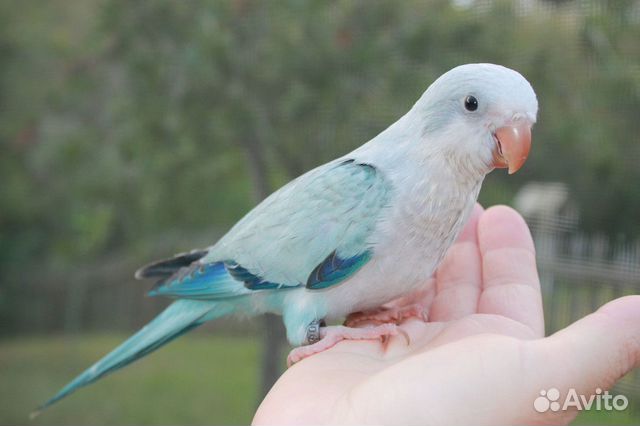 Калита Монах синий