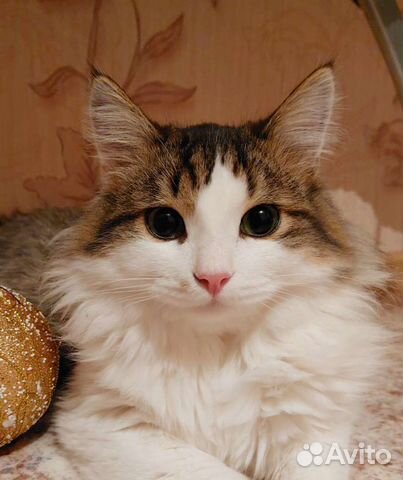 Пухляш- мохнатое пирожное:)