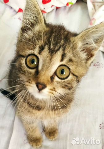 Котенок девочка в добрые руки