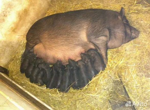 Свиноматки и хряк племенной