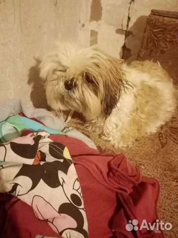 Собаки пекинес