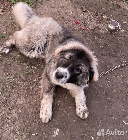 Кавказская овчарка