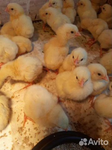 Цыплята-бройлеры