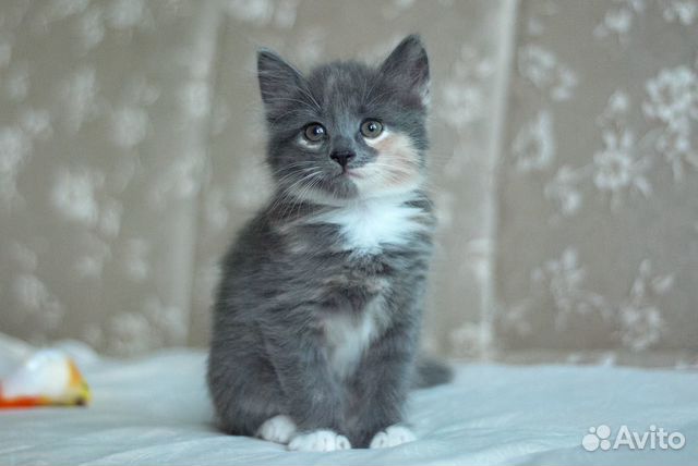 Малышка Мышка