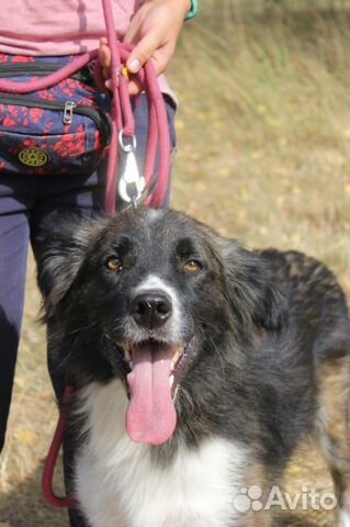 Рон страдает в приюте