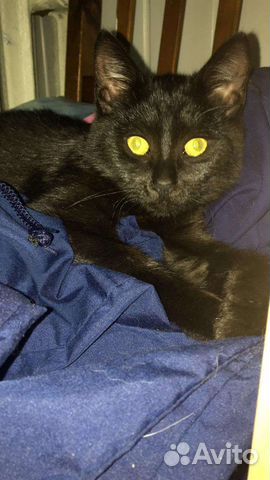 Кошка Маргошка котенок