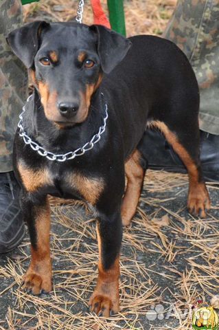 Щенки ягдтерьера