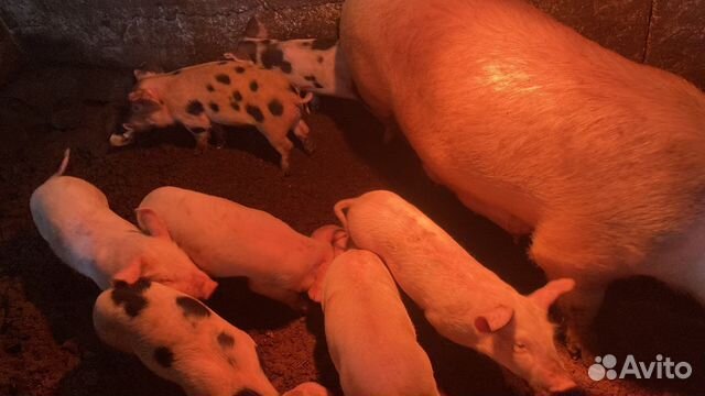 Поросята ландрас-дюрок