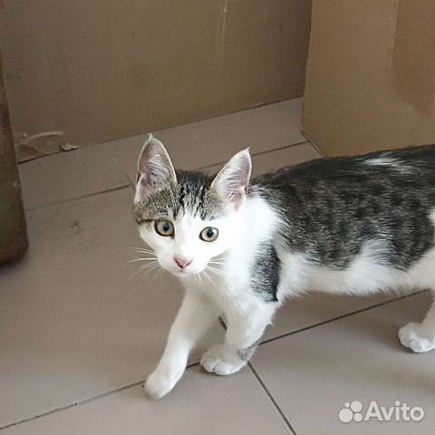 Котëнок в добрые руки