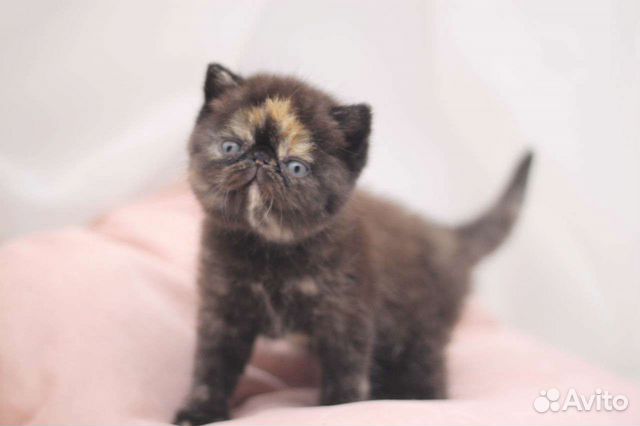 Котята экзоты короткошерстные