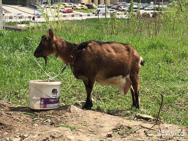 Зааненская дойная коза