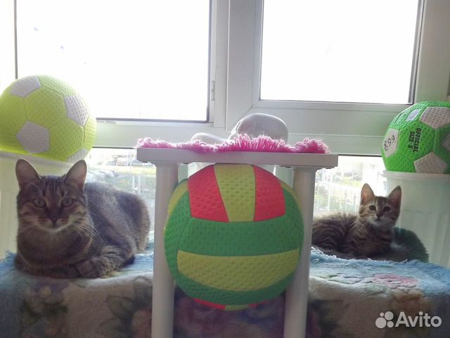 Кот и кошка (мальчик и девочка)