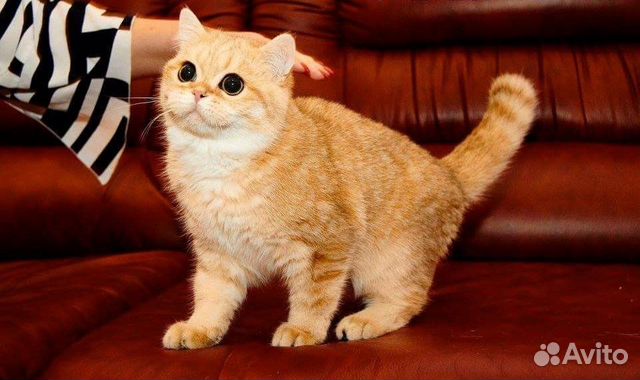 Драгоценный окрас,роскошный малыш