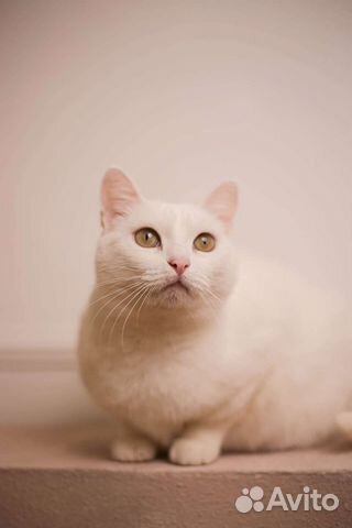 Белая кошка