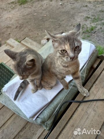 Котята ищут дом