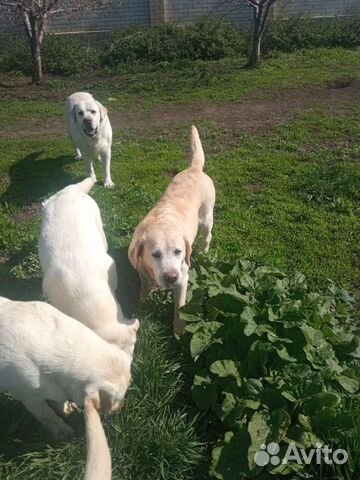 Лабрадор ретривер