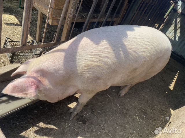 Продам хряка