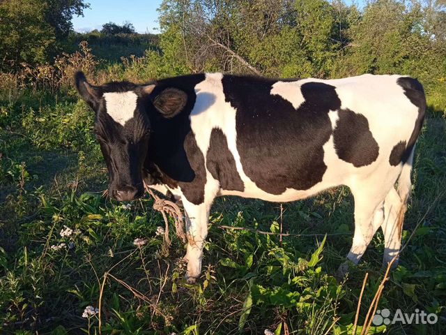 Тёлочка от молочной коровы