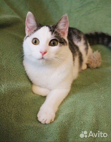 Плюшевая, ласковая котомалышка