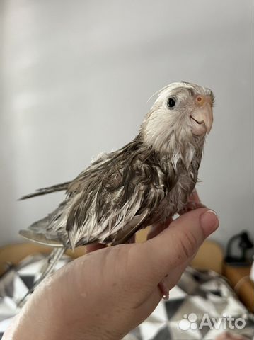 Корелла