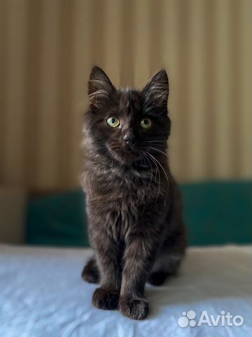 Котенок ищет дом