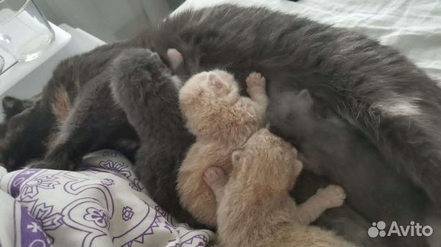 Шотландские котята