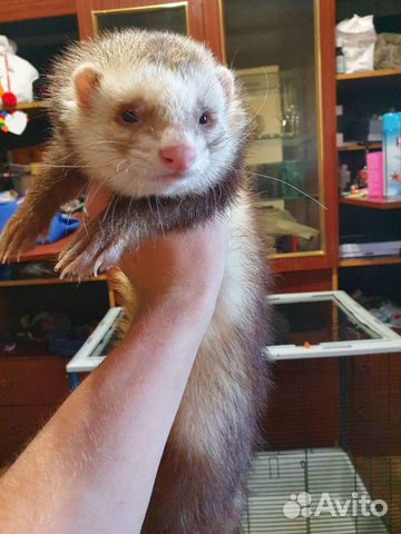 Хорек мальчик,с клеткой