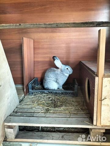 Кролики серый великан