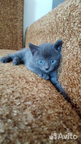 Котята русская голубая