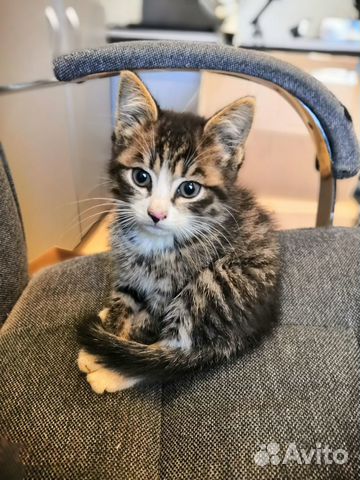 Кошечка 2 месяца. Очаровашка, домашняя
