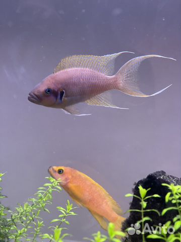 Принцесса Бурунди