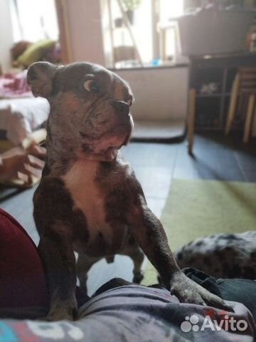 Французский мальчик-зайчик