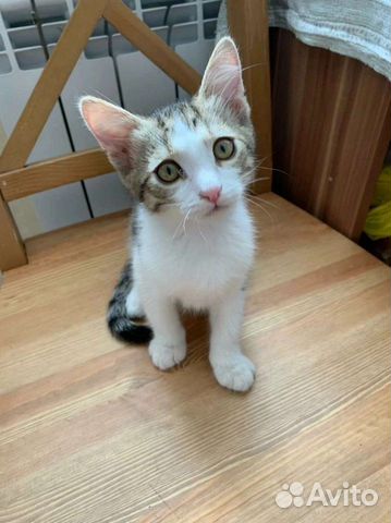 Котята бесплатно