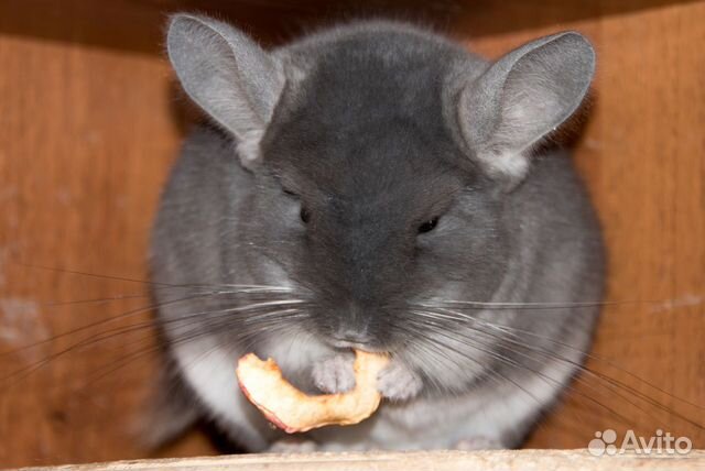 Шиншилла мальчик фиолетовый бархат (в любимцы)