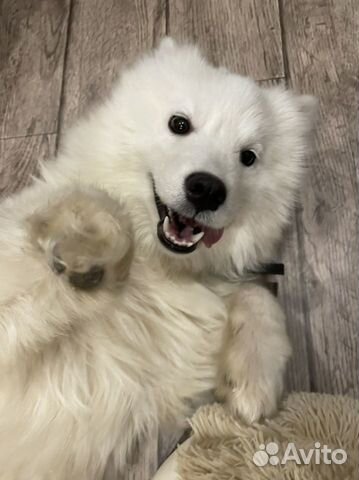 Самоедская лайка