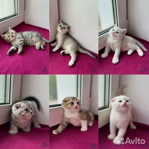Котята шиншиллы шотландские