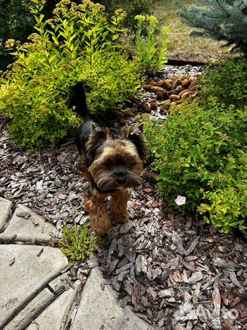 Йоркширский терьер вязка приглашает невест