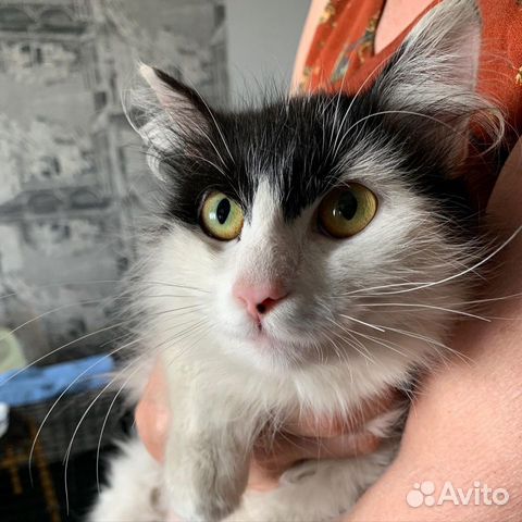 Потеряшка кошка ищет дом Фенотип сибирская кошка