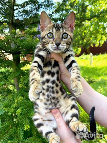 Бенгальская Элитная Красотка с док-ми