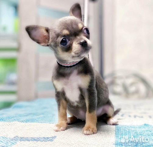 Голубушка (доставка)