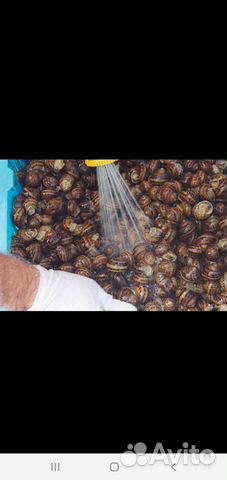 Улитки виноградные