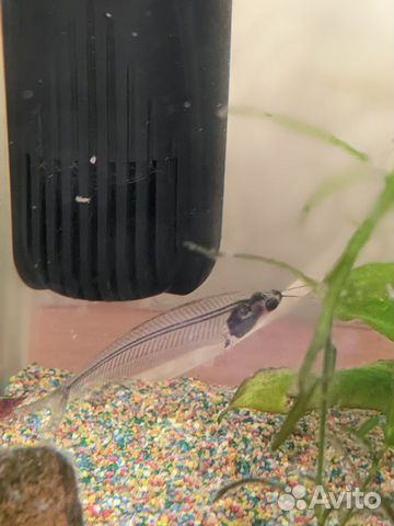 Стеклянный сом