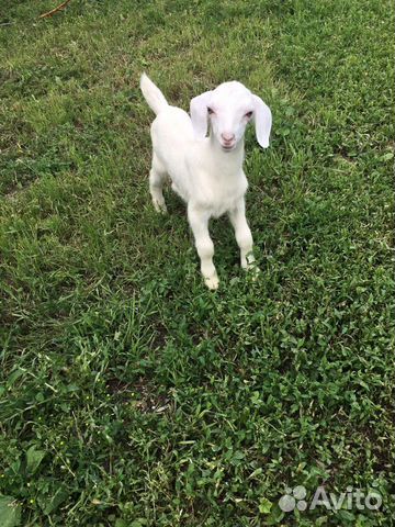 Козлик, коза, козлята