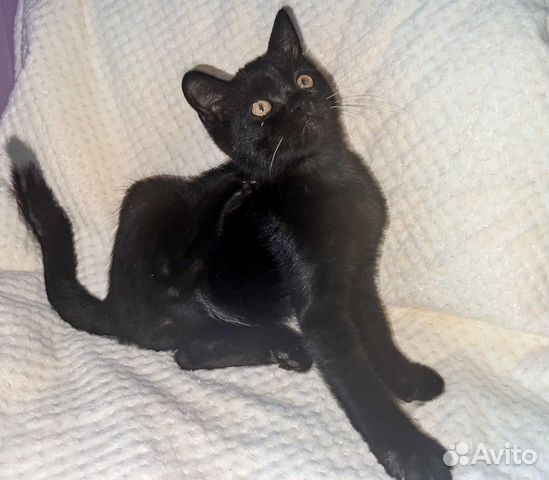 Британские котята черные вислоухие в дар