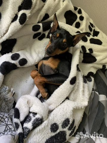 Вязка цвергпинчер